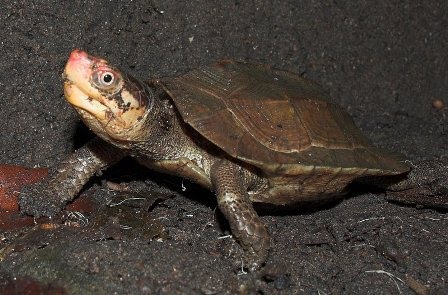 Squat Turtle